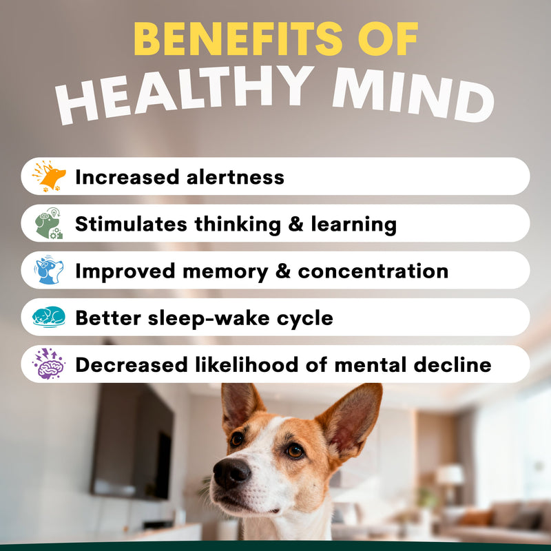 Dog Brain Supplement | Petz Park